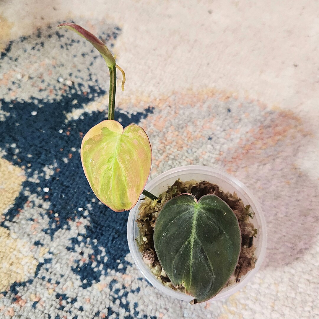 Philodendron Micans Variegated Aurea RARE PHILODENDRON Velvety Leaves ...