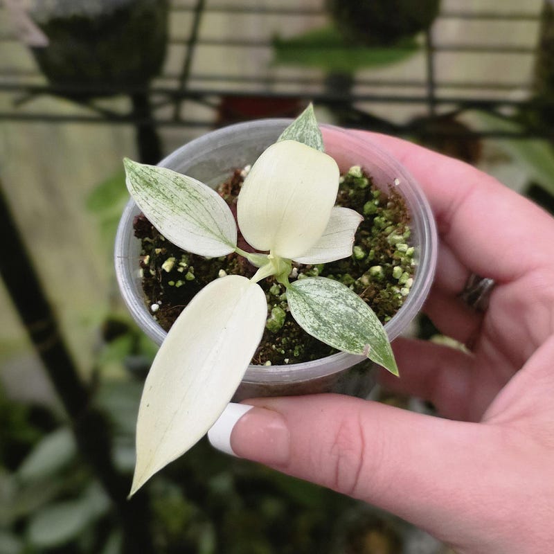 Florida Ghost Philodendron - Etsy