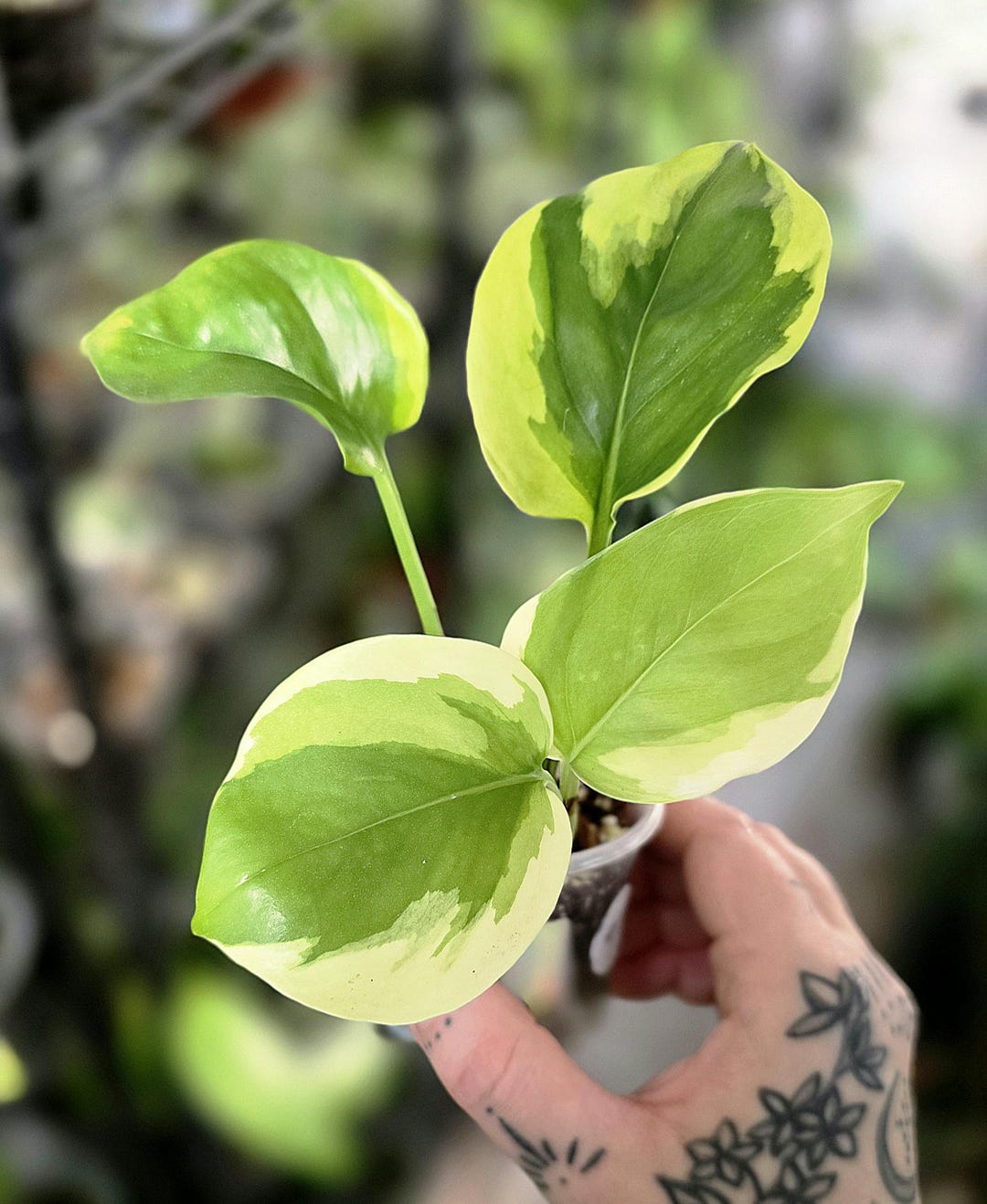 Poonsin Pothos - Epipremnum Aureum Manjula Mutation - Rare Pothos ...