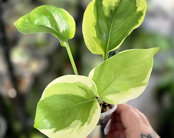 Mutant Manjula - Pothos - New Variety - Tropical Houseplant - Available ...