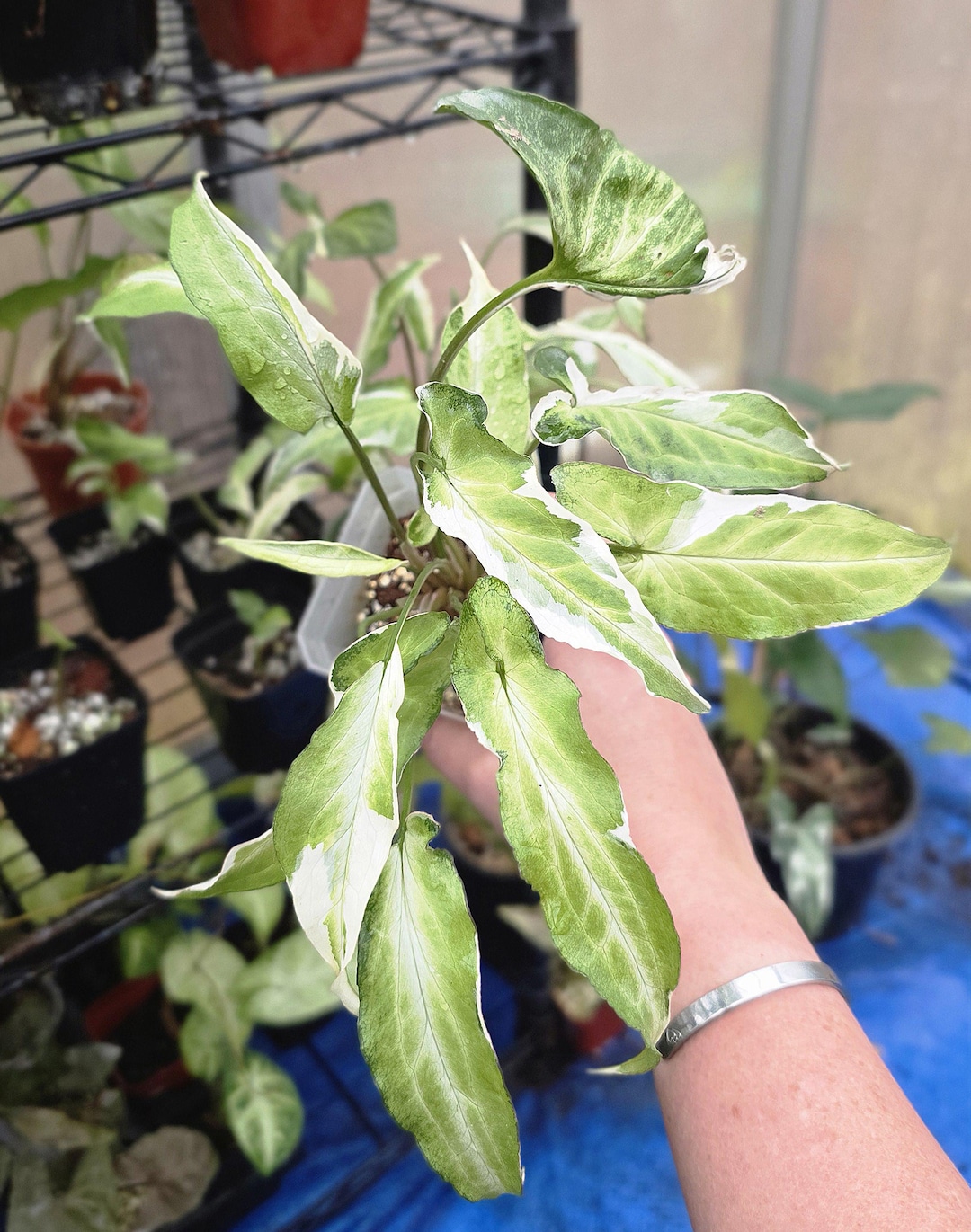 Syngonium Starlite - Syngonium Podophyllum - Multiple Options *US ...