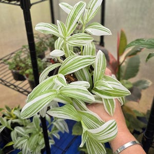 Tradescantia Albiflora - White Inch Plant - Easy to Care for *US Seller ...