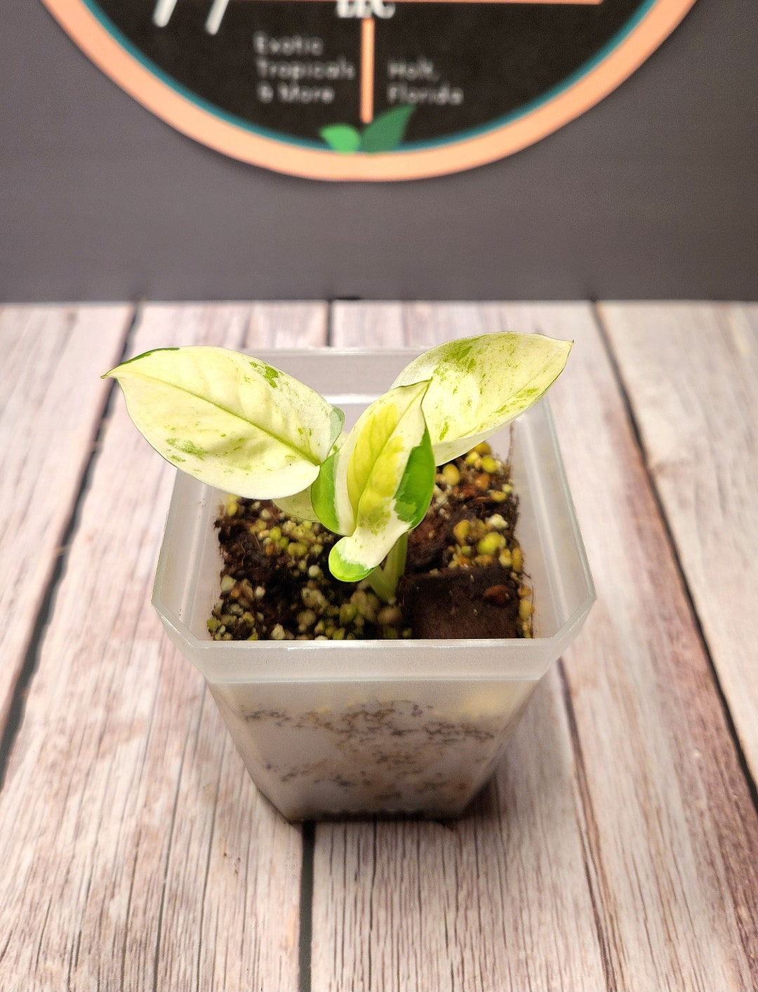 Epipremnum Aureum Japanese Global Pothos RARE POTHOS - Etsy