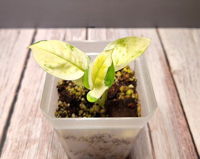 Epipremnum Aureum Japanese Global Pothos *RARE POTHOS* - Etsy