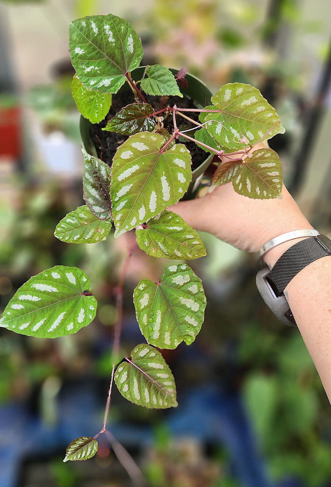 Cissus Discolor - Exact Plant Shown *US Seller* - Etsy