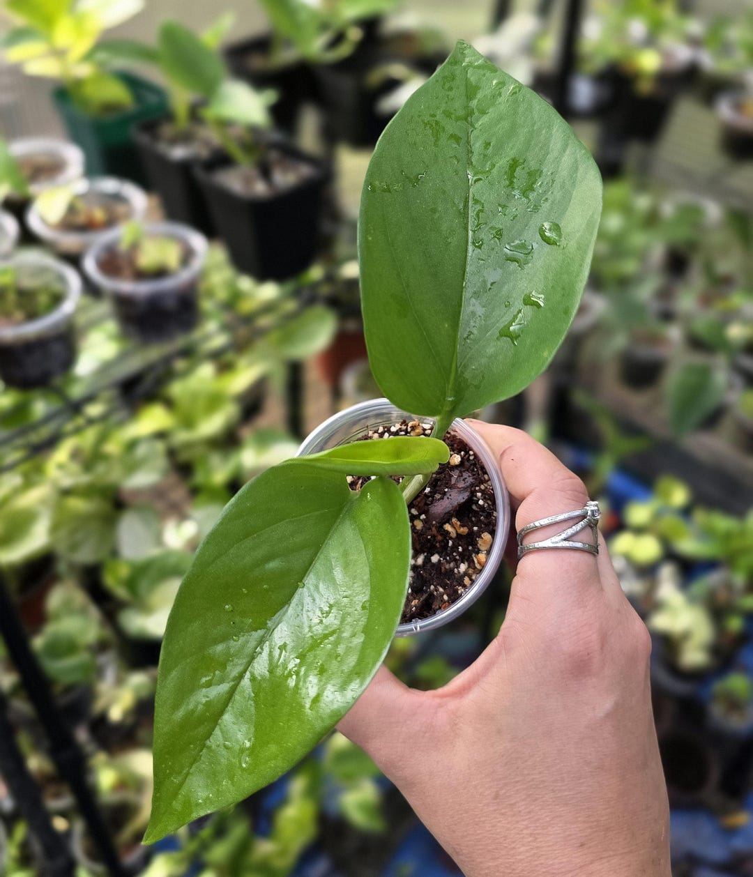Epipremnum Aureum Jade - Jade Pothos - Multiple Options *US Seller* - Etsy