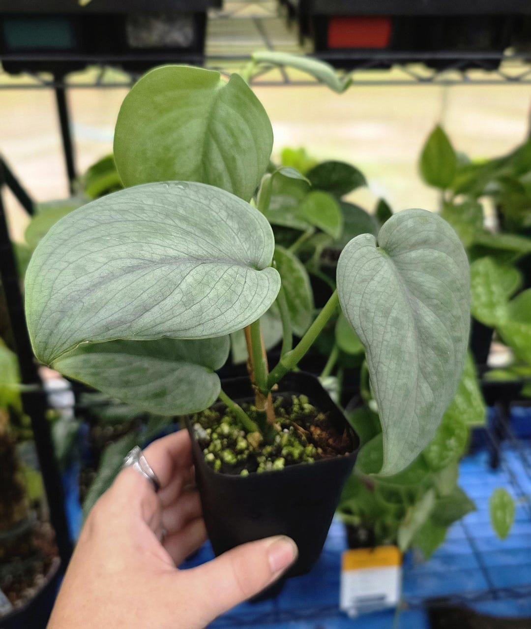 Scindapsus Tattoo - Exact Plant Shown *US Seller* - Etsy