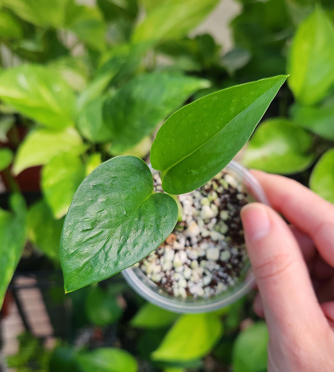Teruno Linda Pothos - RARE Japanese Pothos - Terunoworld Series #13 ...