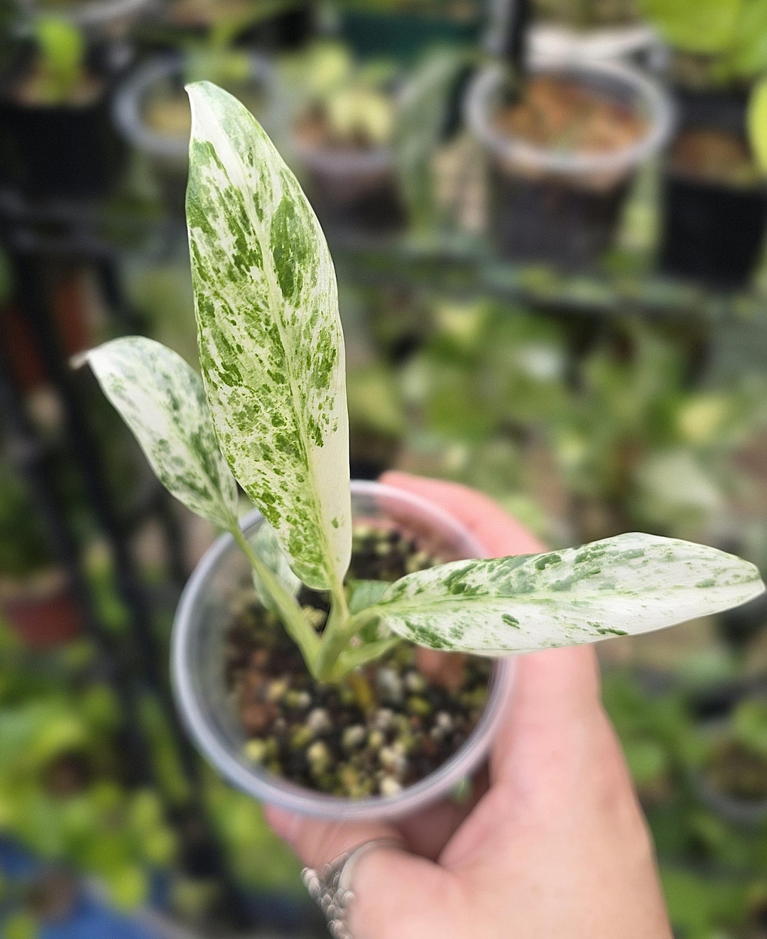 Epipremnum Giganteum Marble Variegated - Exact Plant Shown - RARE ...