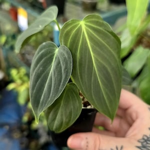 Philodendron Splendid *unique Philo* Velvety Leaves - Exact Plant Shown ...