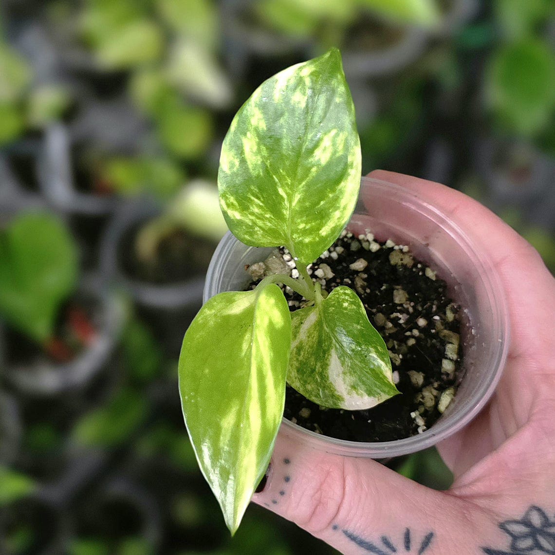 Teruno Valencia Pothos - RARE Japanese Pothos - Terunoworld Series #1 ...