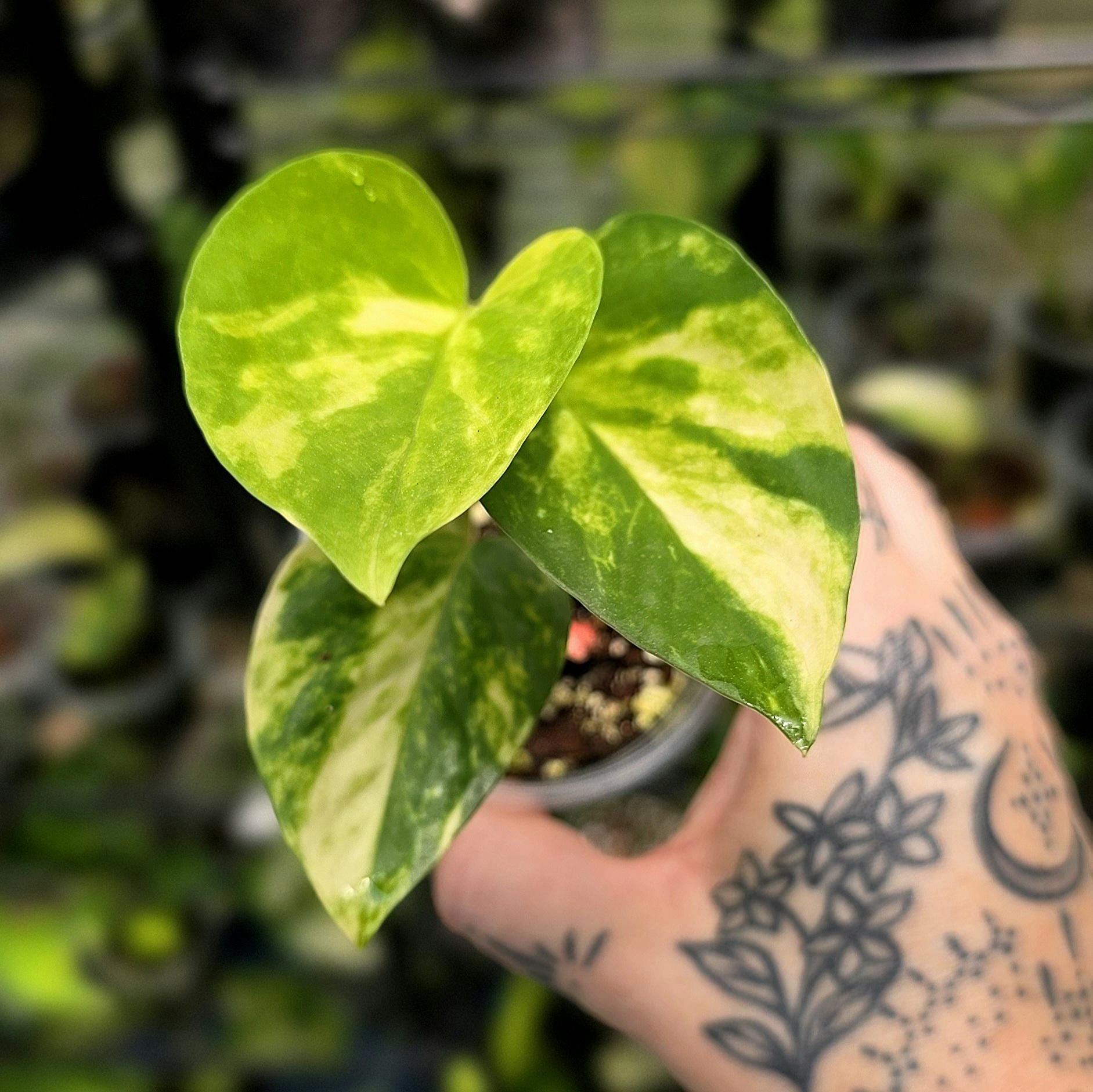 Valencia Pothos - RARE Japanese Pothos - Terunoworld Series #1 ...