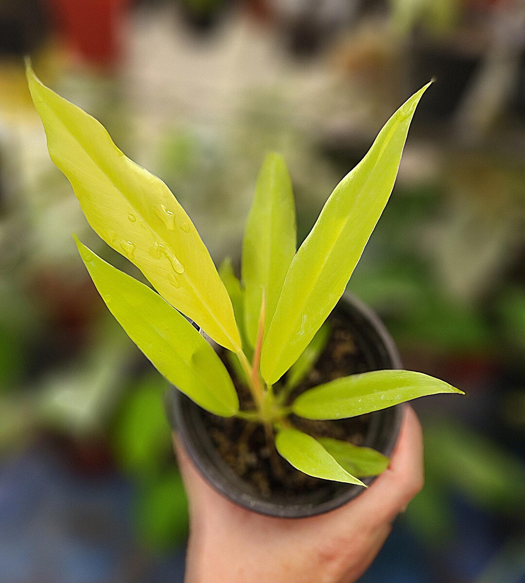 Philodendron 'golden Crocodile' / 'ring of Fire Gold' - *unique Philo ...