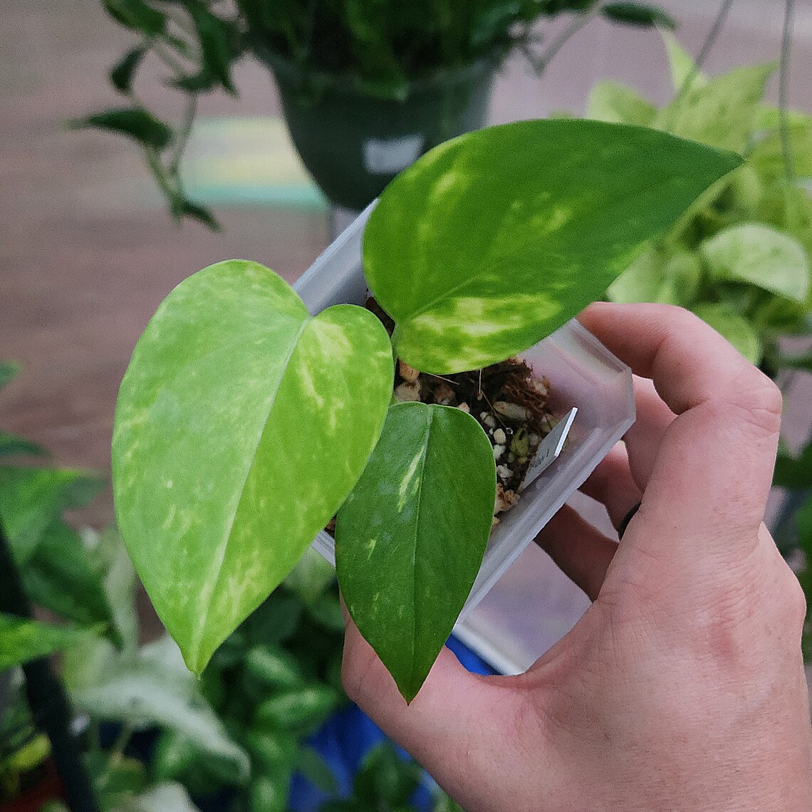 Teruno Valencia Pothos - RARE Japanese Pothos - Terunoworld Series #1 ...