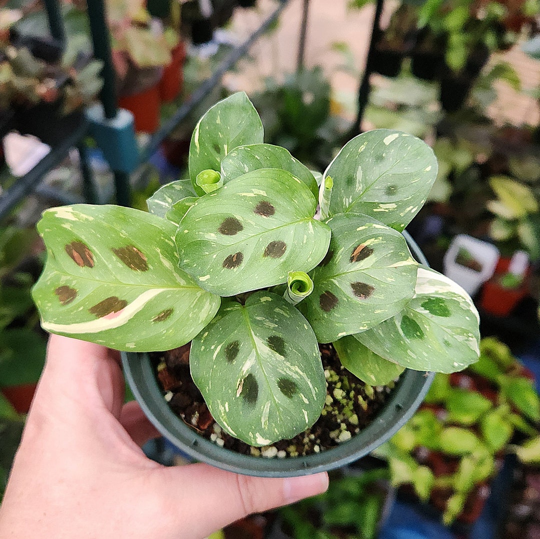 Maranta Leuconeura Kerchoveana Variegata (variegated Prayer Plant ...