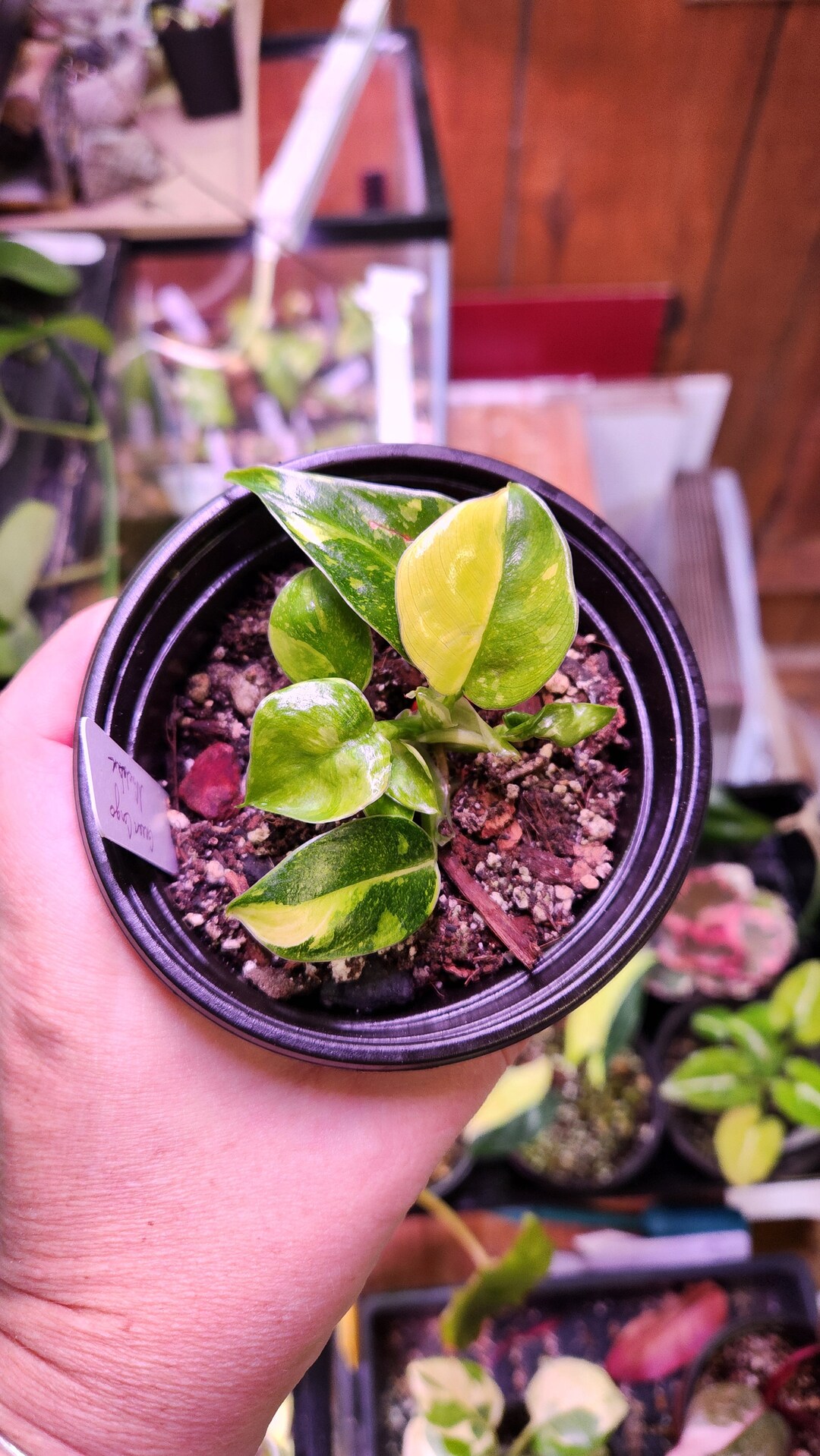 Philodendron Green Congo Nuclear rare Collection Must-have Multiple ...