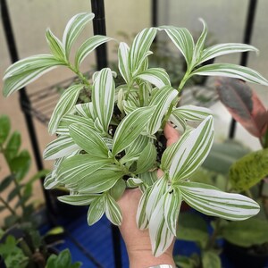 Tradescantia Albiflora - White Inch Plant - Easy to Care for *US Seller ...