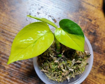 Teruno Pothos Carnival - Etsy