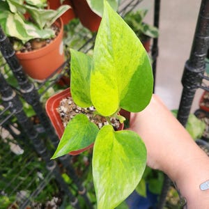 Teruno Carnival Pothos - RARE Japanese Pothos - Terunoworld Series #6 ...