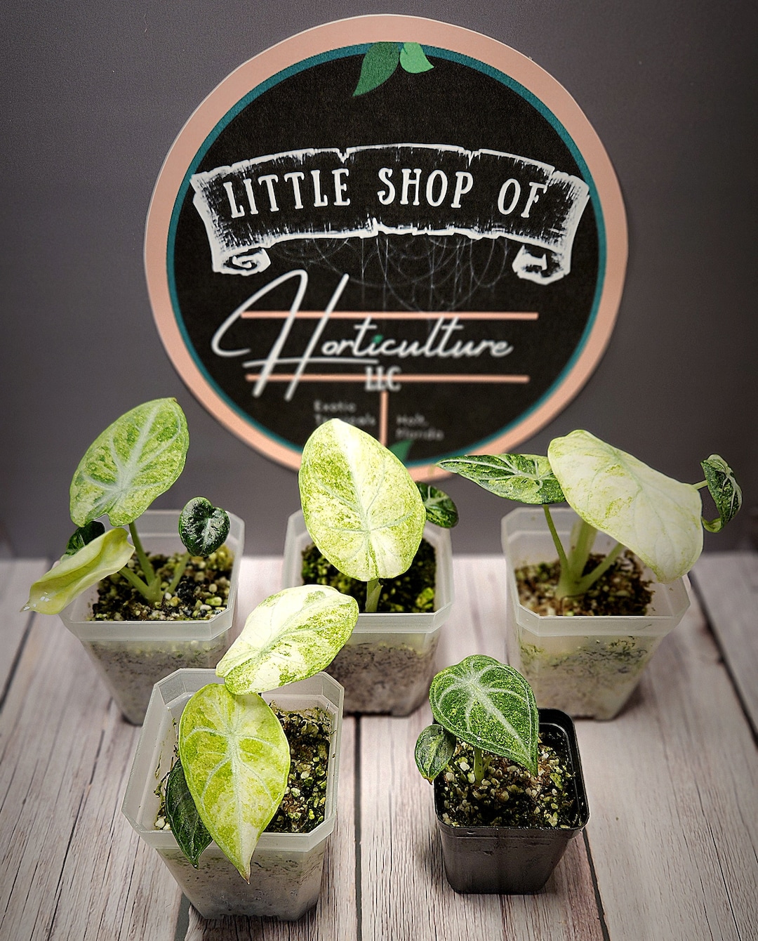 Alocasia Ninja Tricolor Splash RARE ALOCASIA Gorgeous Addition to Plant ...