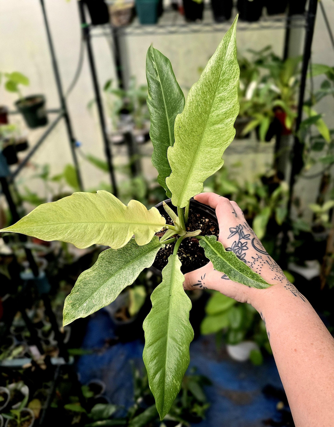 Philodendron Ring of Fire MINT **RARE Philodendron** Multiple Options ...