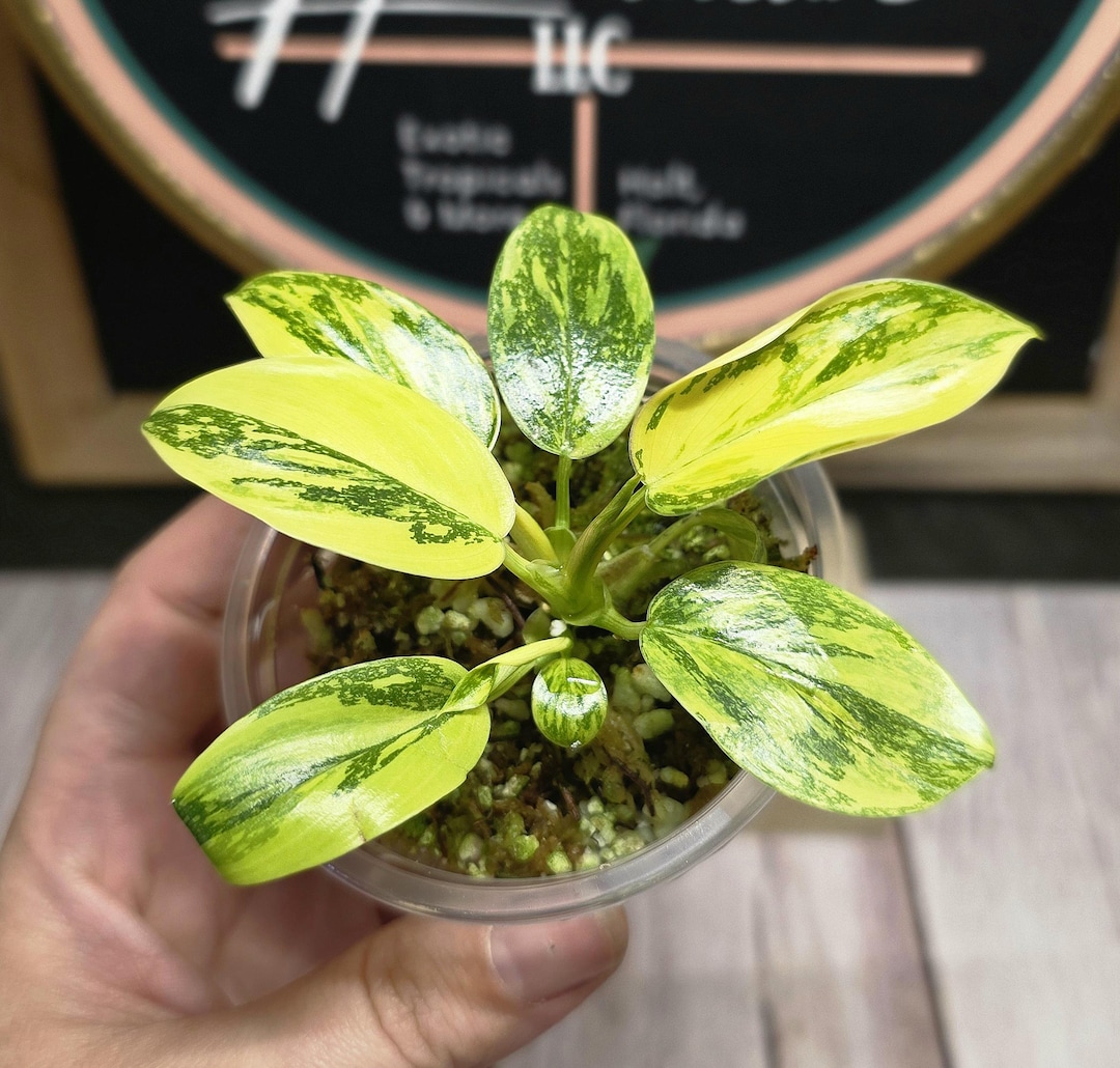 Philodendron Green Congo Nuclear **rare Collection Must-have** Multiple ...