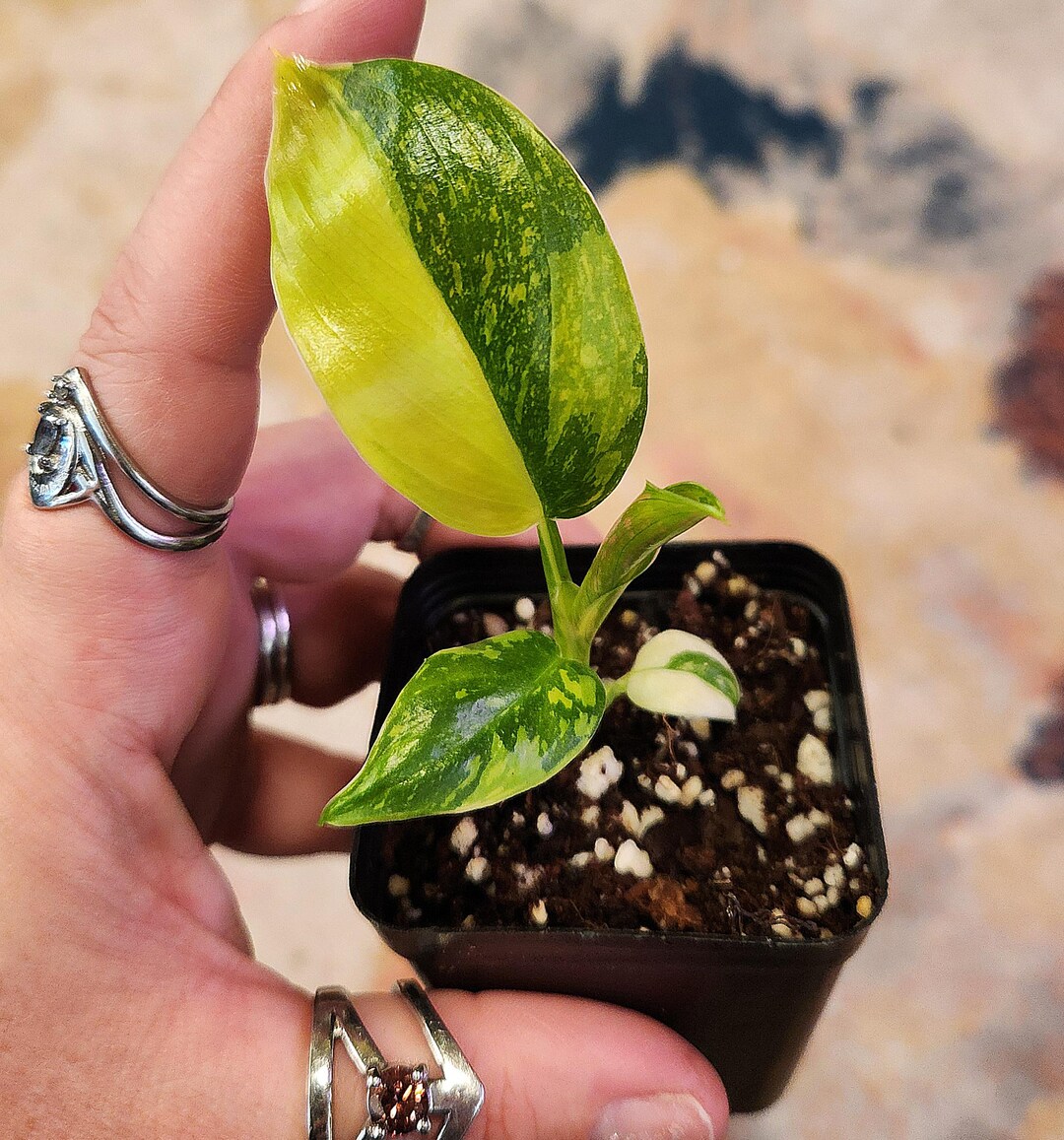 Philodendron Green Congo Nuclear rare Collection Must-have Multiple ...