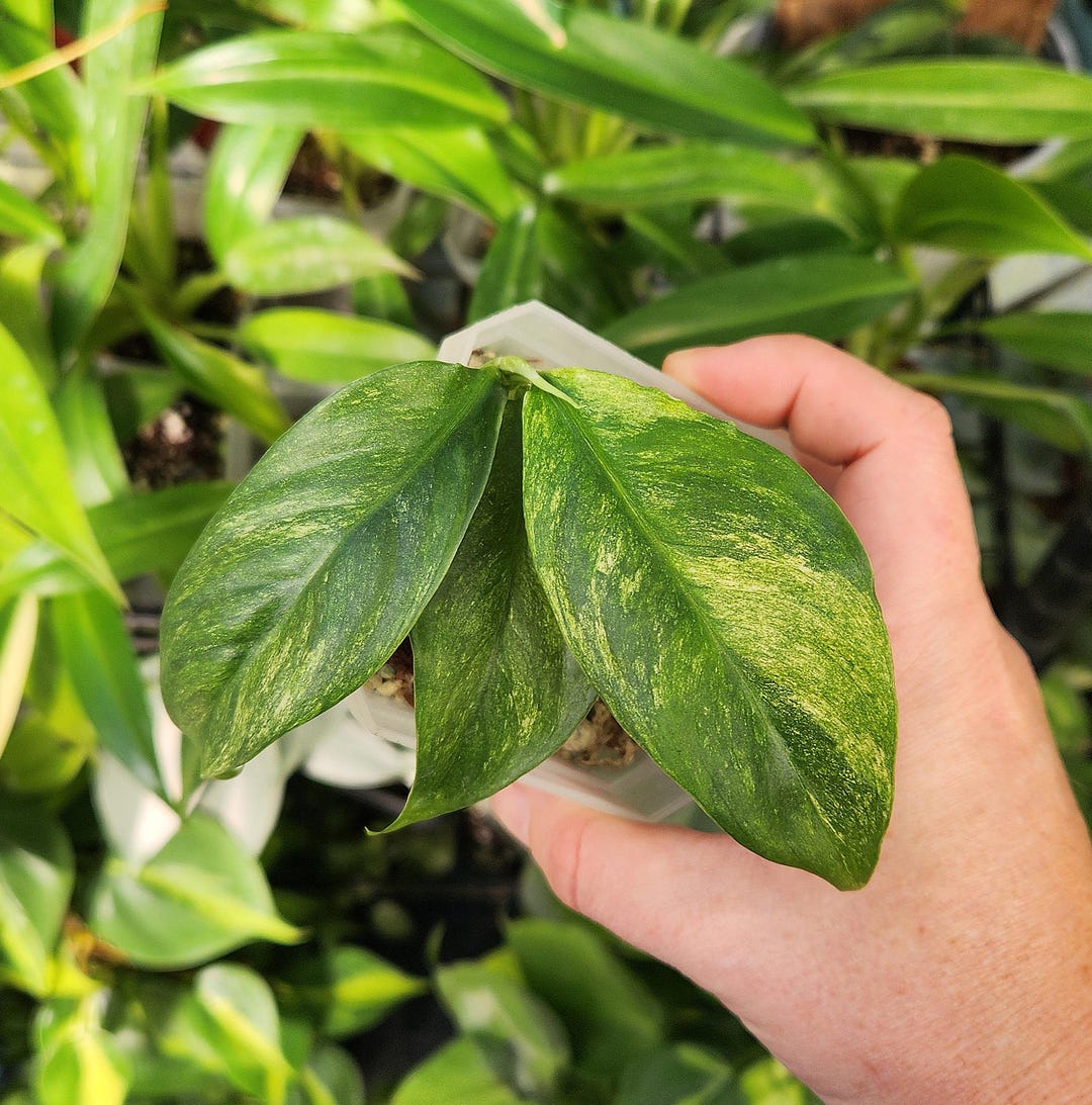 Rhaphidophora Puberula Variegated - You Choose Exact Plant *US Seller ...