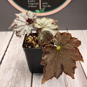Begonia Silver Mist - Multiple Options *unique Iridescent Begonia* - Etsy