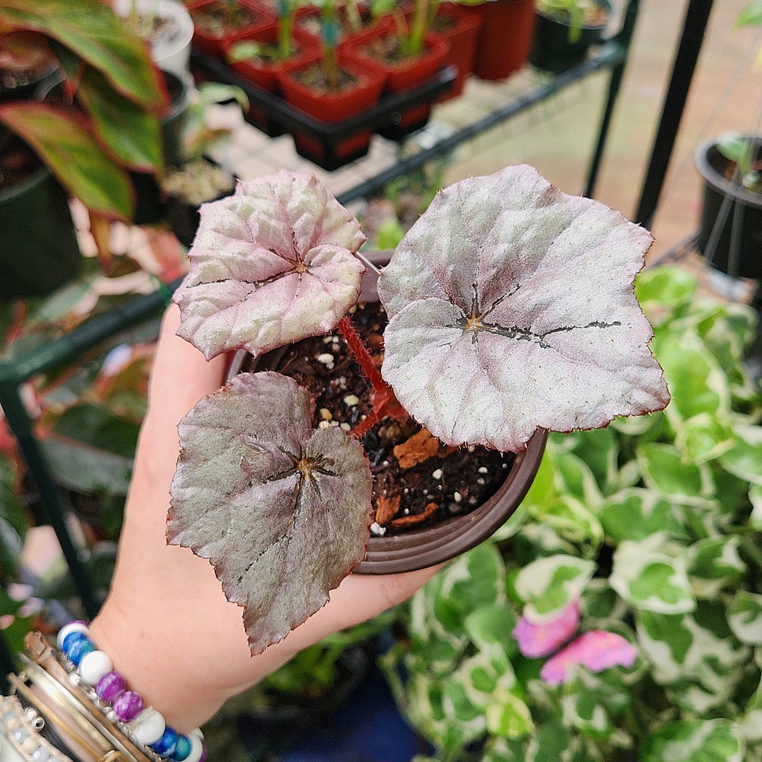 Italian Ice - Begonia Rex - Iridescent Silver Leaves - US Seller - Etsy