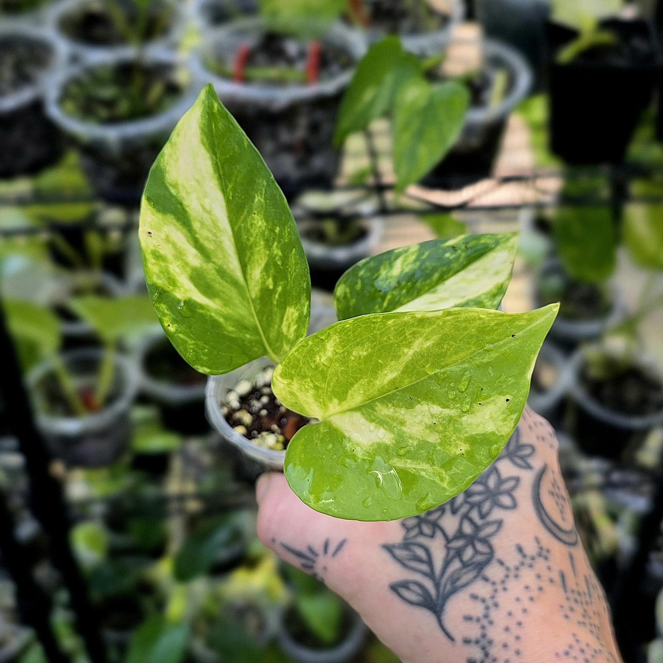 Teruno Valencia Pothos - RARE Japanese Pothos - Terunoworld Series #1 ...