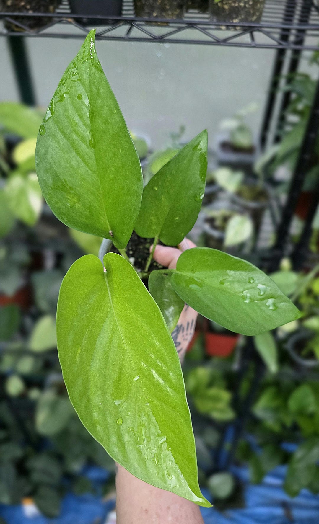 Teruno Moonlight Pothos - RARE Japanese Pothos - Terunoworld Series #24 ...