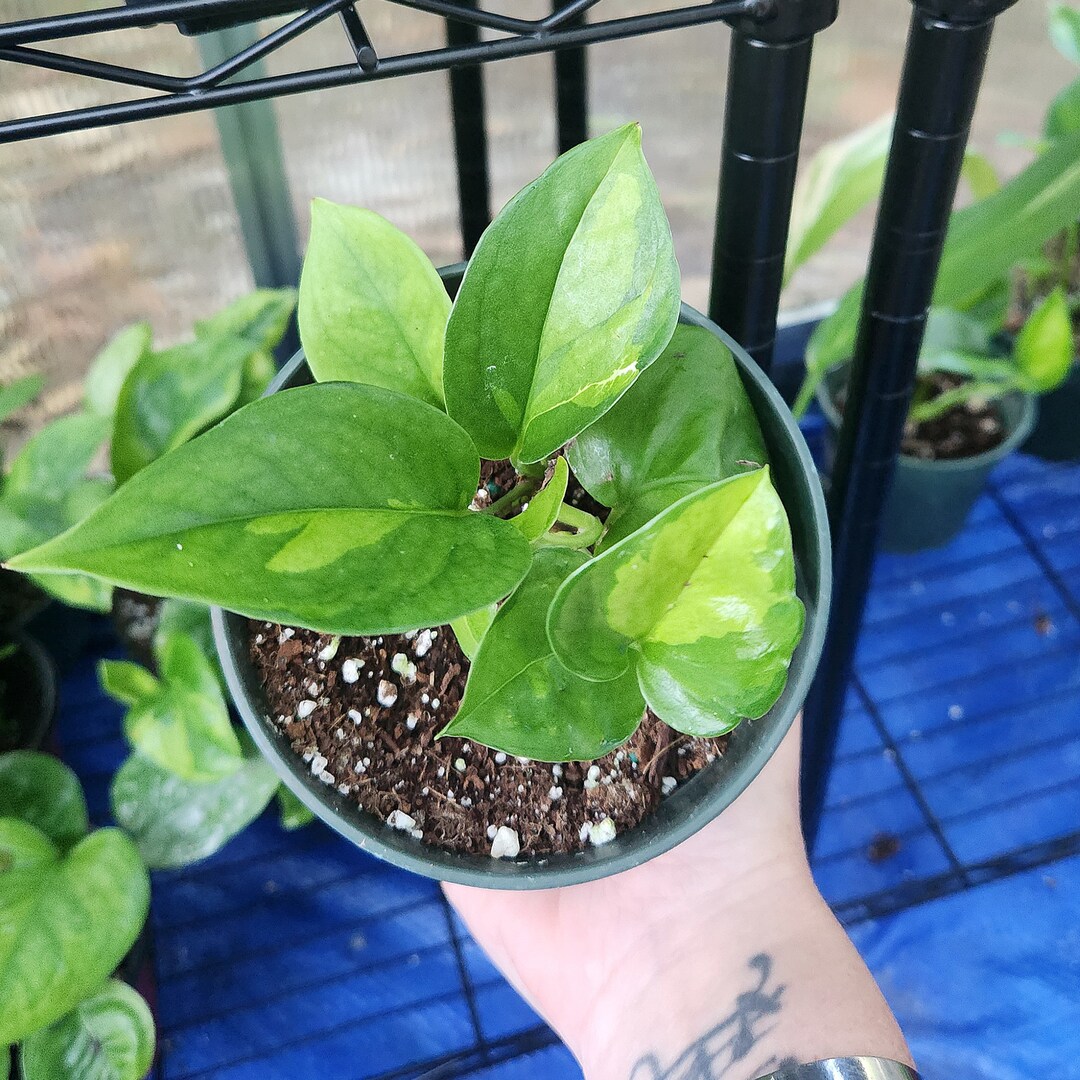 Epipremnum Aureum Global Green Asaoka Japanese Cultivar Multiple ...