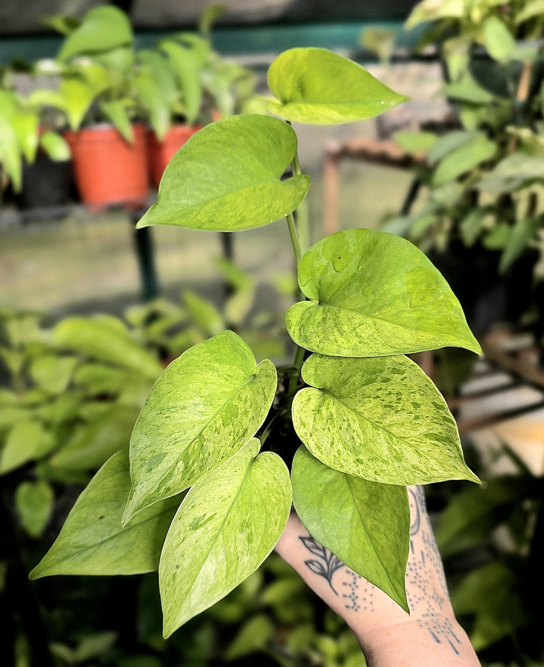 Teruno Himiko Pothos - RARE Japanese Pothos - Terunoworld Series #15 ...