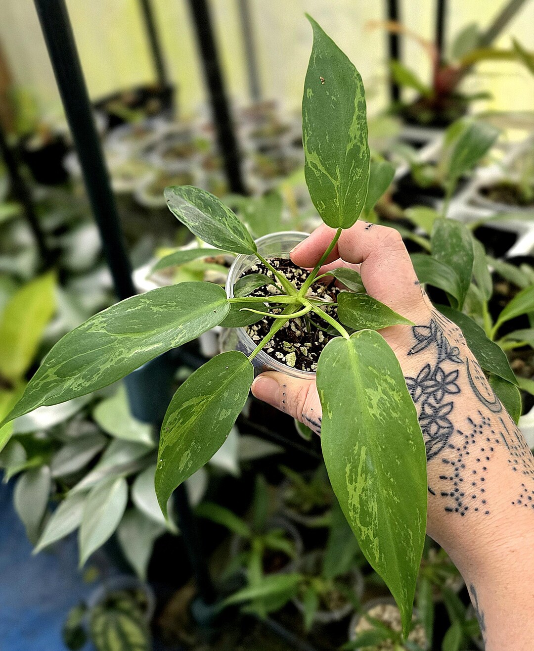 Mottled Dragon / Lime Fiddle - Philodendron Minarum - Multiple Options ...