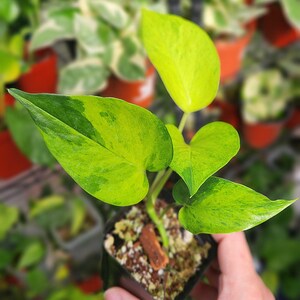 Teruno Carnival Pothos - RARE Japanese Pothos - Terunoworld Series #6 ...