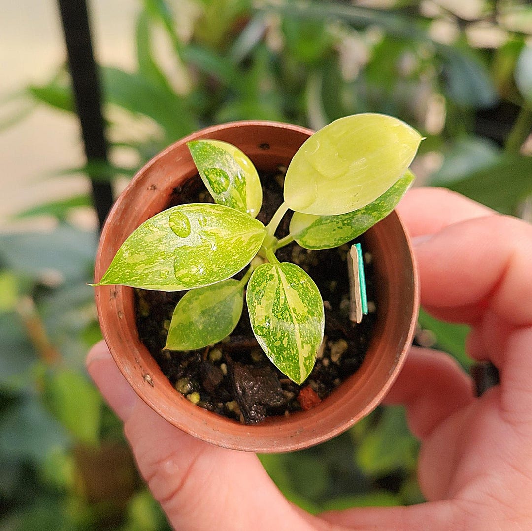 Philodendron Green Congo Nuclear rare Collection Must-have Multiple ...