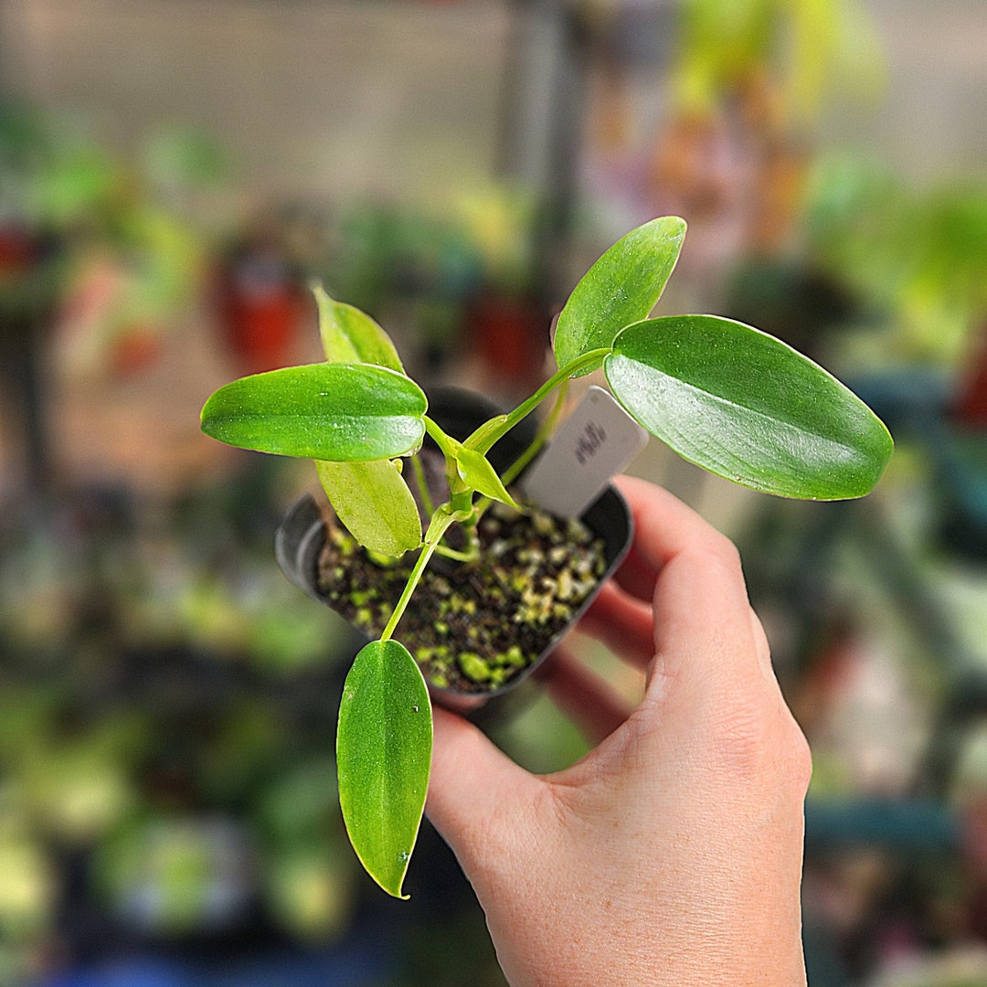 Philodendron 69686 bette Waterbury Exact Plant - Etsy