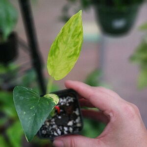Epipremnum Aureum Teruno Robin - Rare Japanese Pothos - Terunoworld ...