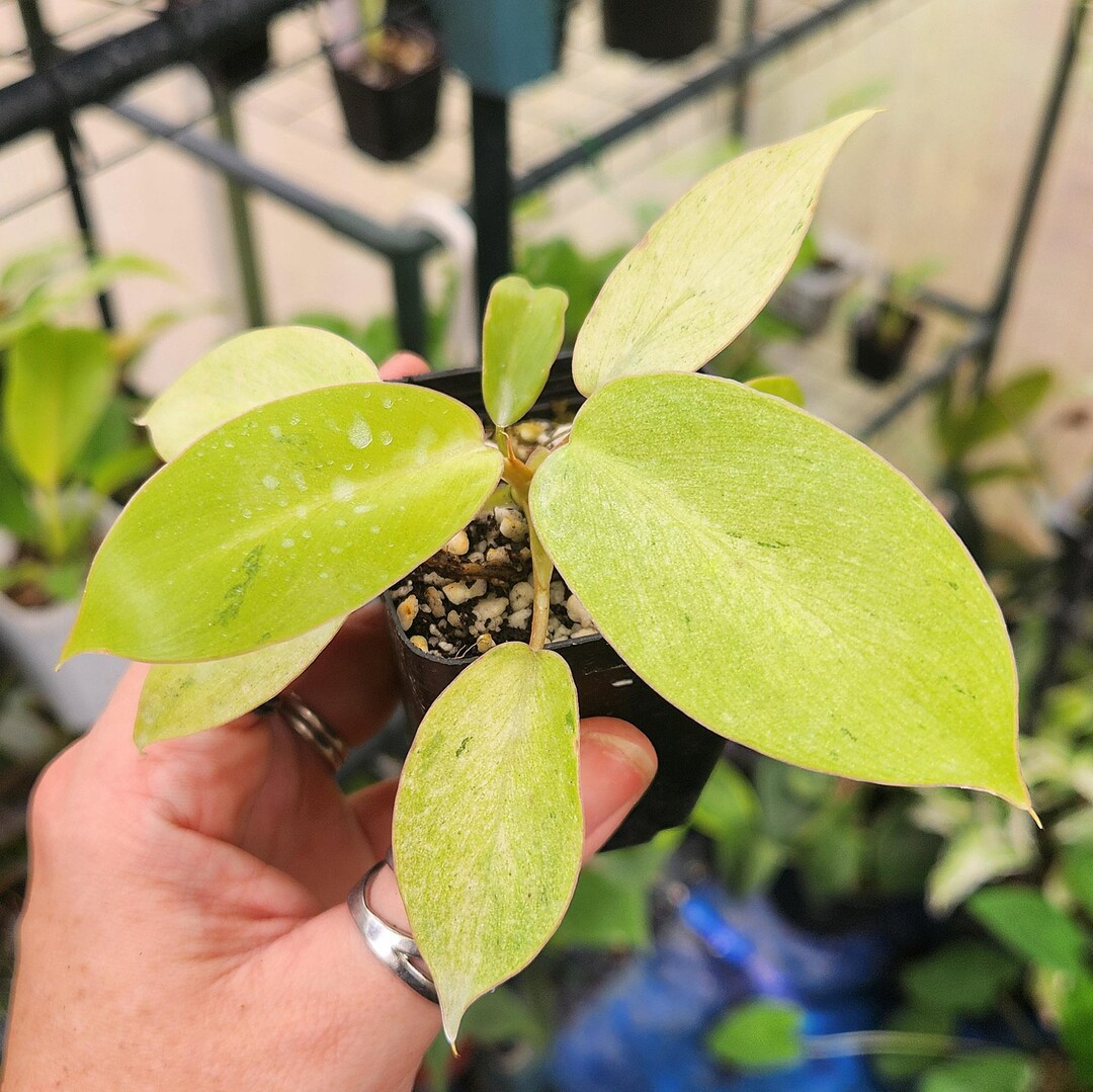 Philodendron Snowdrift Variegated multiple Options - Etsy