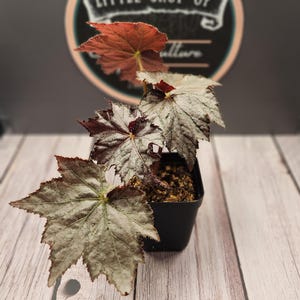 Silver Mist -begonia - Multiple Options *unique Iridescent Begonia* US ...