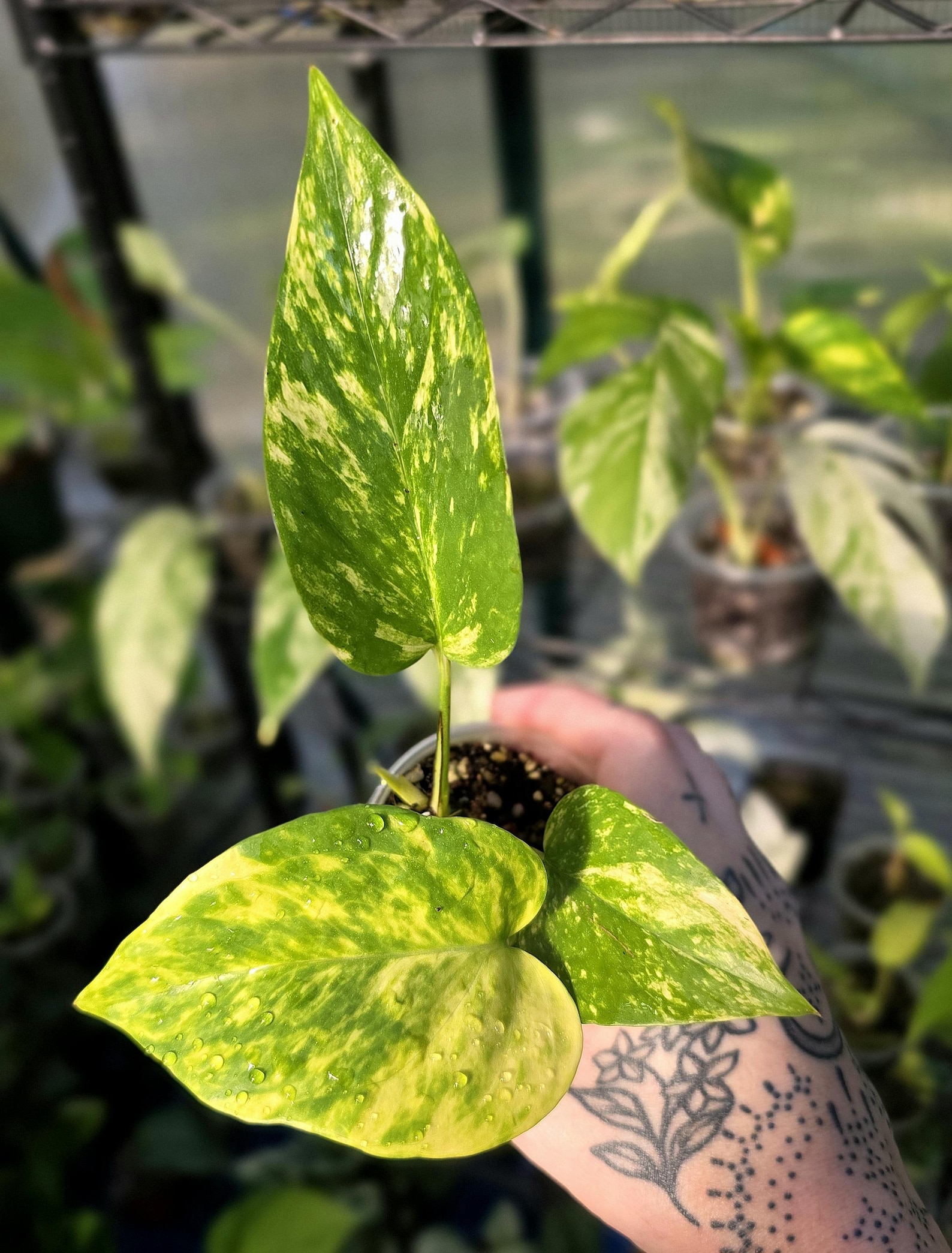 Valencia Pothos - RARE Japanese Pothos - Terunoworld Series #1 ...