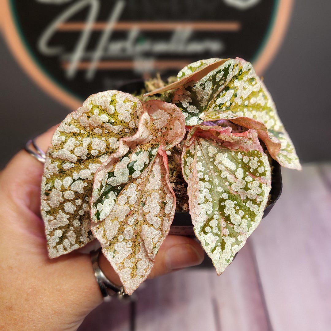 Begonia Snow Capped Variegated RARE PINK BEGONIA Multiple Options - Etsy