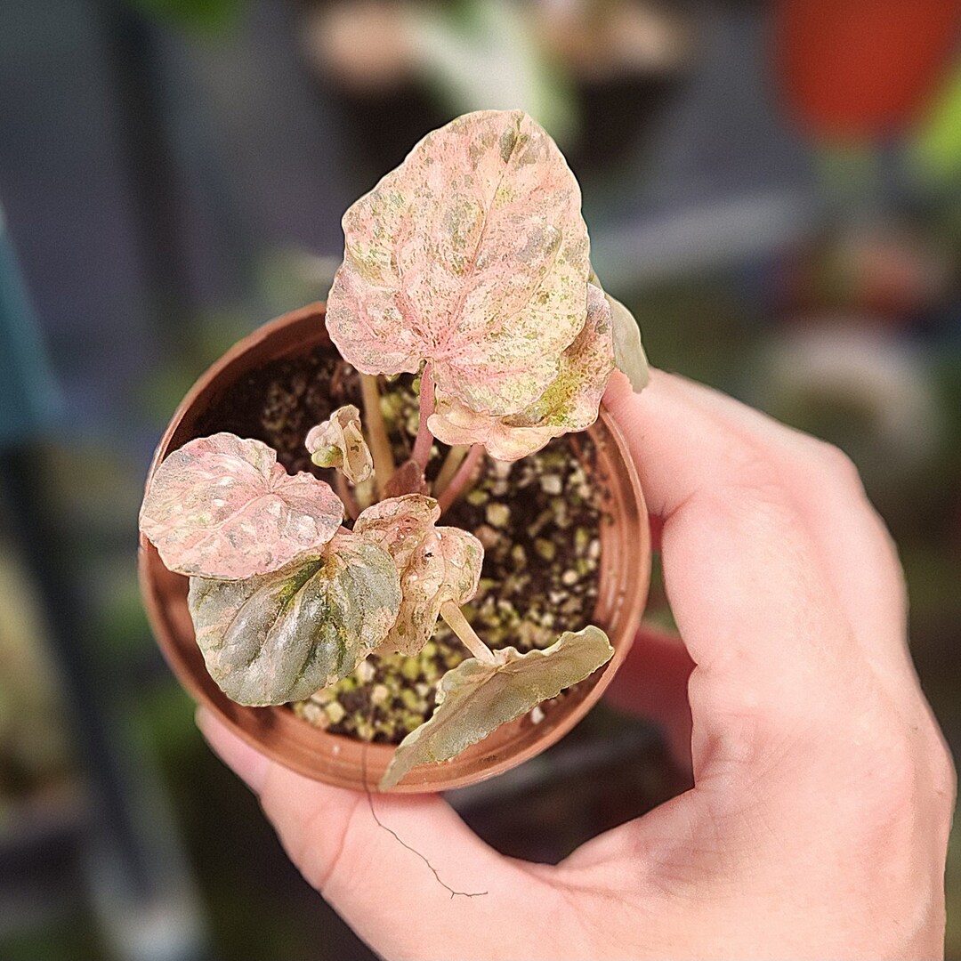 Pink Lady / Pink Marble Peperomia Caperata - Multiple Options - US ...