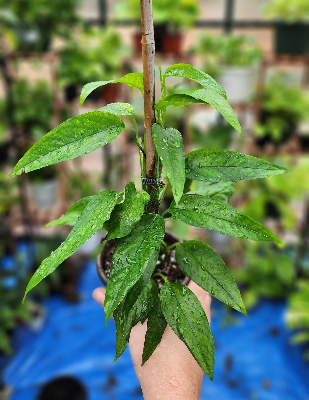 Epipremnum Pinnatum Skeleton Key (skeleton Key Pothos) * Exact Plant ...