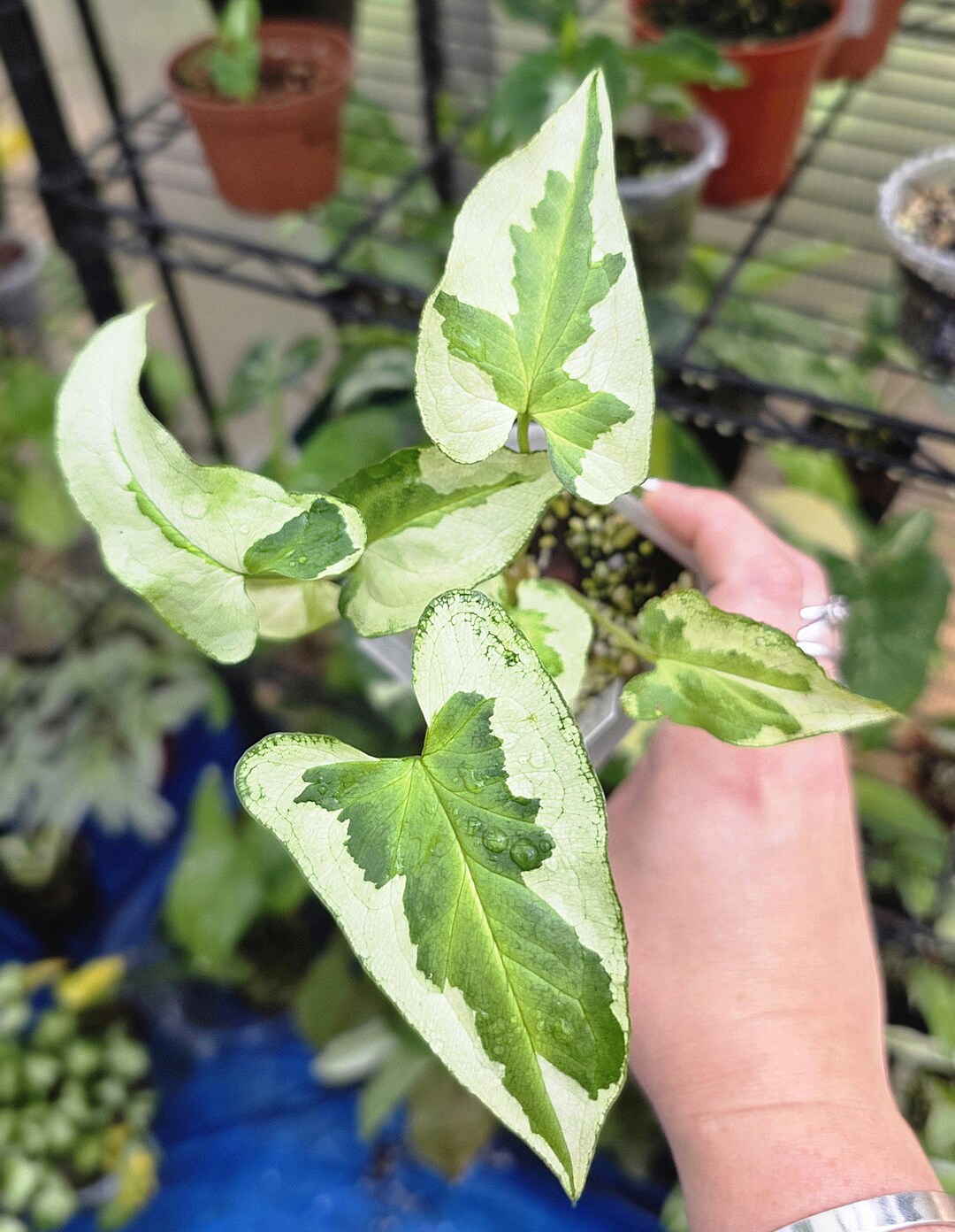 Syngonium Three Kings / Magic Marble - Syngonium Podophyllum - Exact ...