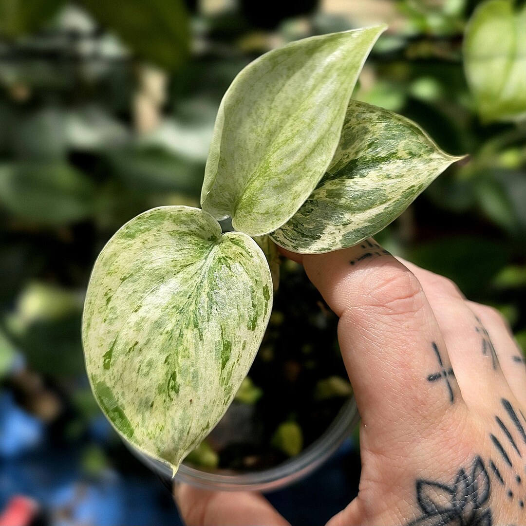 Scindapsus Peasun - Exact Plant Shown *US Seller* - Etsy