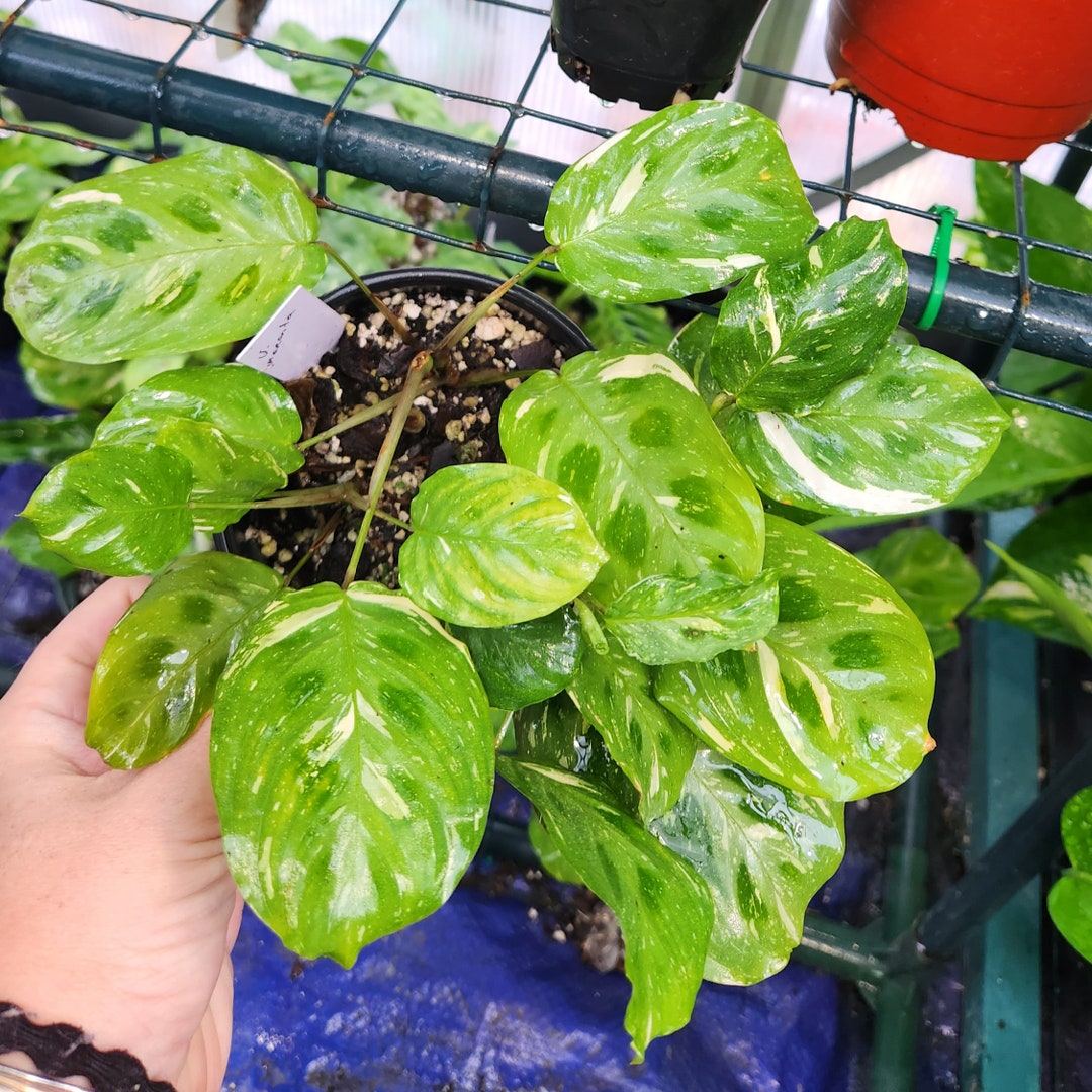 Maranta Leuconeura Kerchoveana Variegata variegated Prayer Plant ...