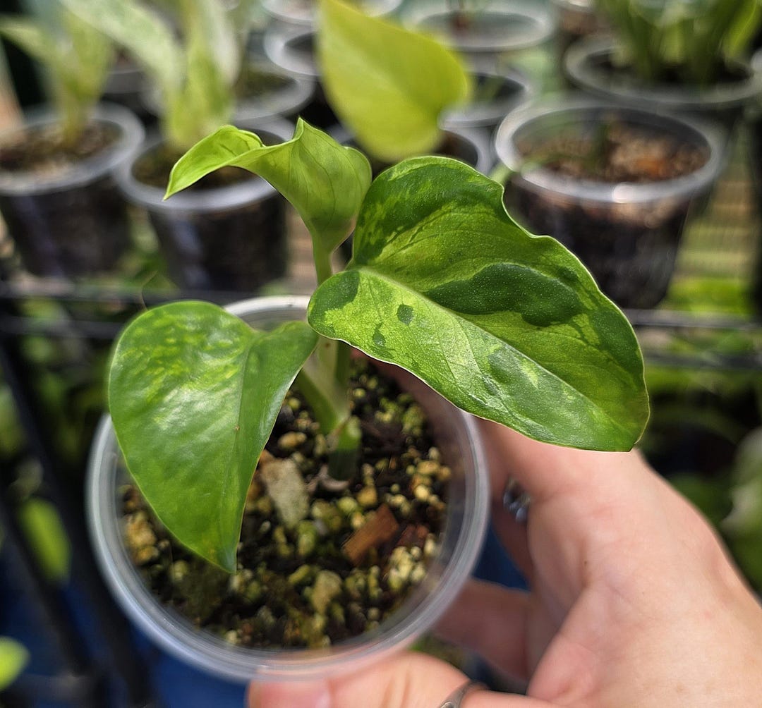 Victory / Camo Pothos - Epipremnum Aureum - RARE Pothos - US Seller - Etsy