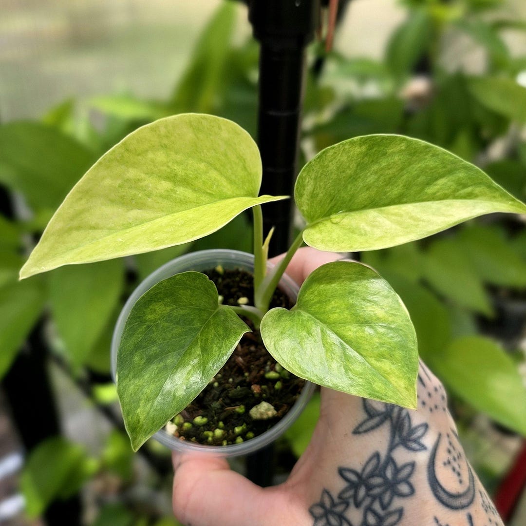 Teruno Hanahana Pothos - RARE Japanese Pothos - Terunoworld Series #4 ...